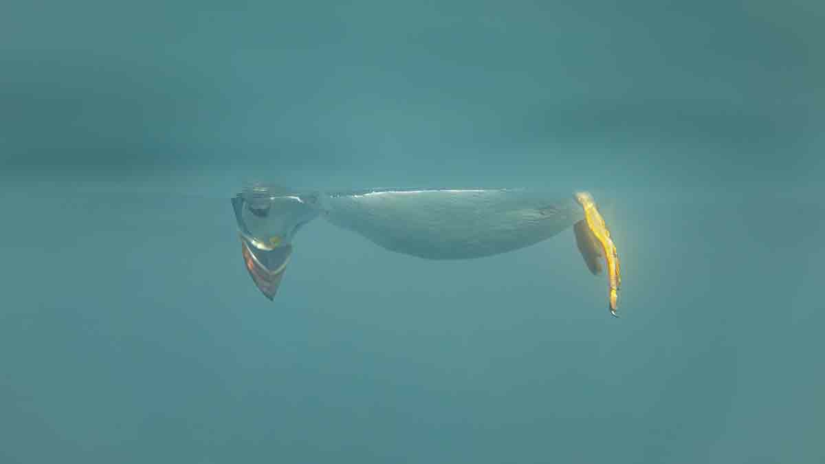 Comedy Wildlife Photo 2023: las fotos más divertidas - UnoTV