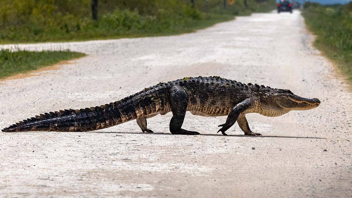 En Florida puedes tener un caimán como mascota siguiendo estas ...