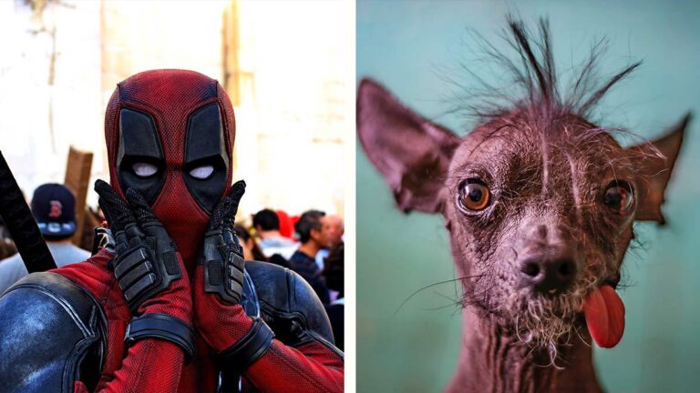 Dogpool, perro de Deadpool: Ryan Reynolds anuncia la aparición de este ...