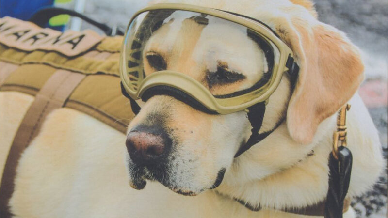 Frida la perrita rescatista será homenajeada y podrás asistir con tu ...