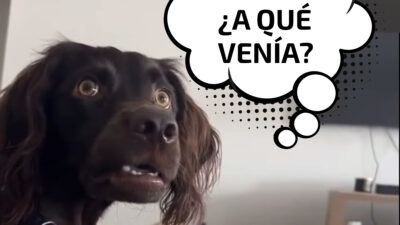 “El perro confundido”, el meme viral que enloquece las redes - UnoTV