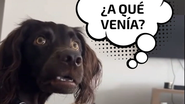 “El perro confundido”, el meme viral que enloquece las redes - UnoTV