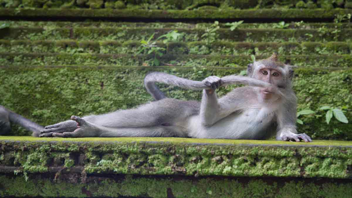 Comedy Wildlife Photo 2023: las fotos más divertidas - UnoTV