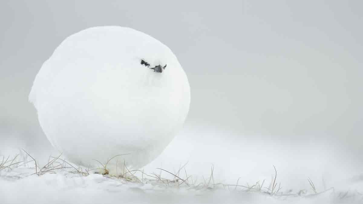 Comedy Wildlife Photo 2023: las fotos más divertidas - UnoTV