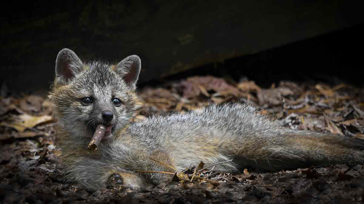 Comedy Wildlife Photo 2023: las fotos más divertidas - UnoTV
