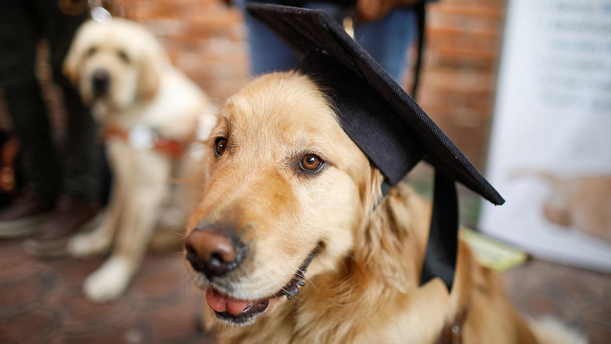 Perritos se gradúan como guías para personas con debilidad visual - UnoTV