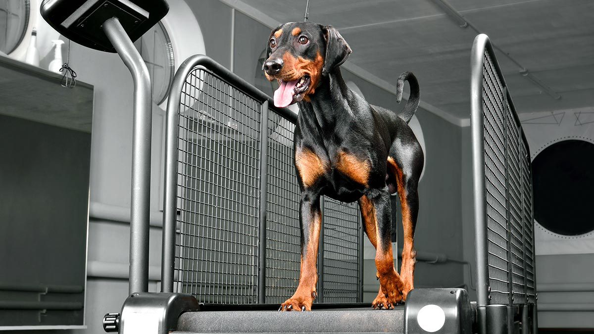 Perra fit que ama trotar en la caminadora eléctrica se viraliza - UnoTV