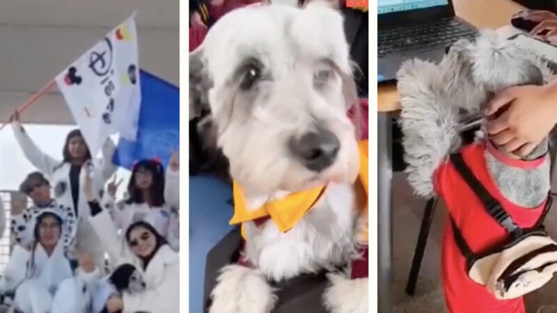 “Pestañita” la perrita adoptada por alumnos de una escuela que los ...