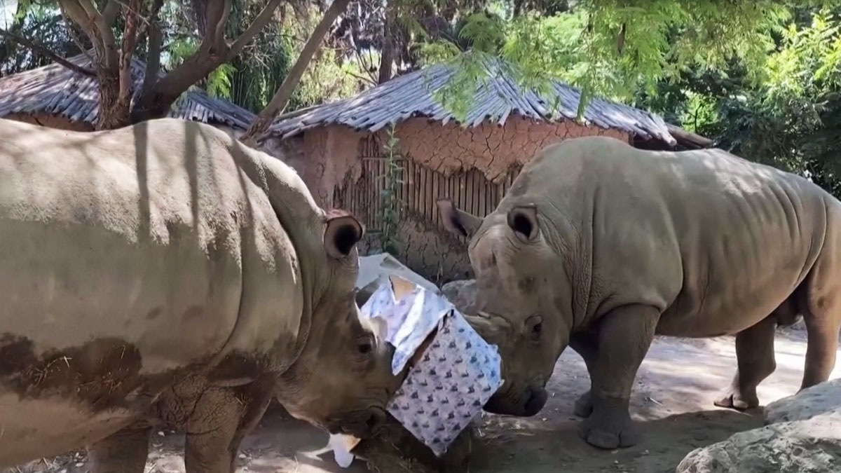 Animales del Zoológico de Chile reciben regalos de Navidad adelantados ...