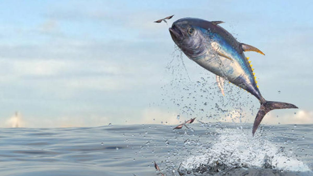 Este atún es tan codiciado que se ha vendido hasta en 2 millones de ...