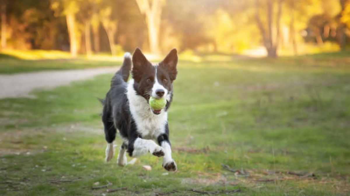 Razas de perros que son muy activas - UnoTV