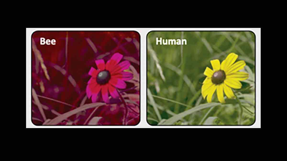 ¿Cómo ven los colores los animales?, expertos lo demuestran - UnoTV