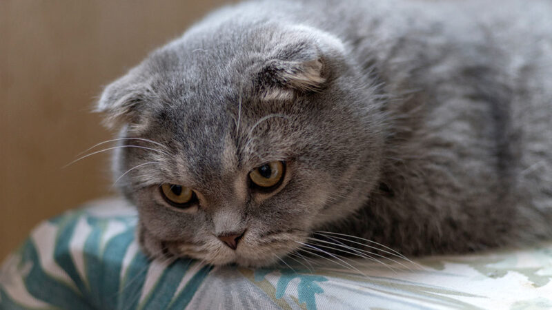 Gato es despedido de su trabajo en un supermercado - UnoTV