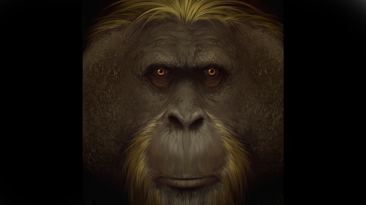 ¿Existió King Kong? Así fue el simio gigante que vivió en la Tierra