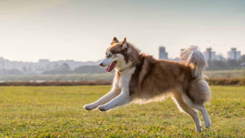 Razas de perros que son muy activas - UnoTV