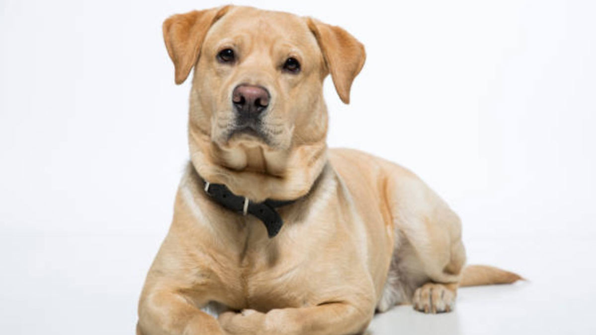 Razas de perros más populares en México - UnoTV