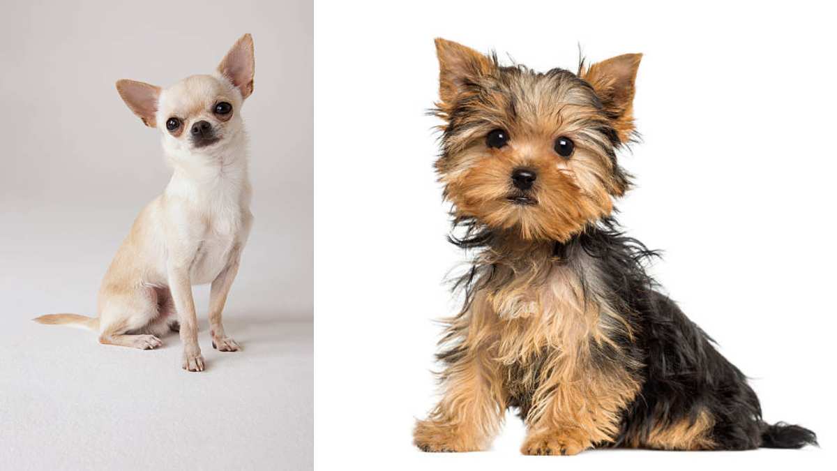 Razas de perros que viven más años - UnoTV