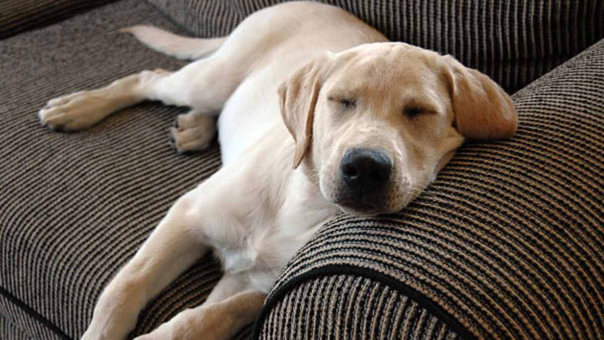 Las razas de perros más perezosas - UnoTV