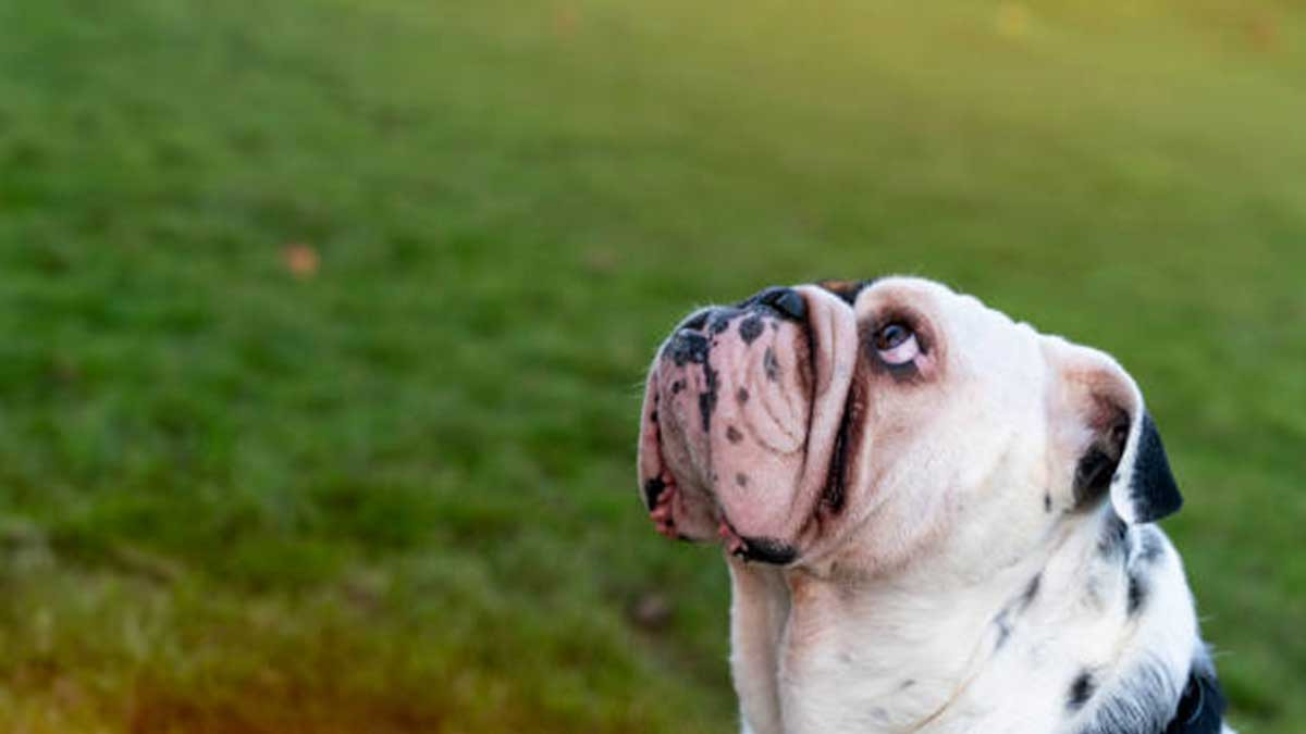 ¿A tu perro le puede dar demencia senil? Esto dice la UNAM - UnoTV