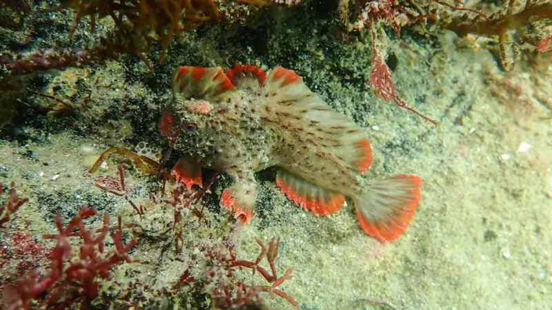 ¿Cómo es el “pez con manos” que científicos buscan salvar? - UnoTV