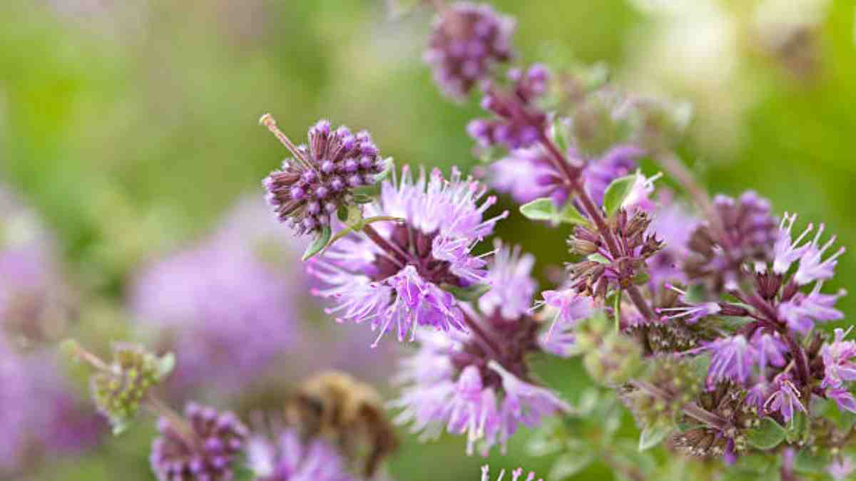 Plantas medicinales que puedes tener en casa - UnoTV
