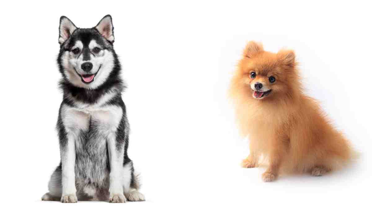 Pomsky: Perro que es la cruza de un Husky con Pomerania - UnoTV