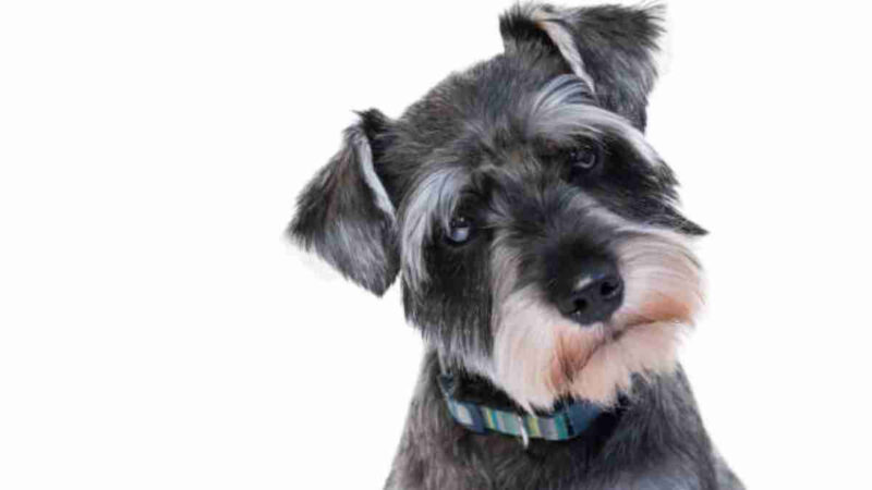 Razas de perros más populares en México - UnoTV