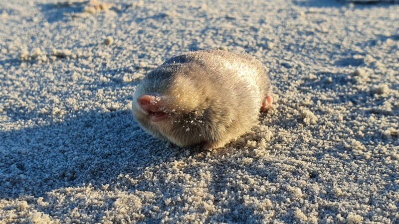 Reaparece topo que no tiene ojos y se creía extinto hace 87 años, en el noroeste de Sudáfrica ...
