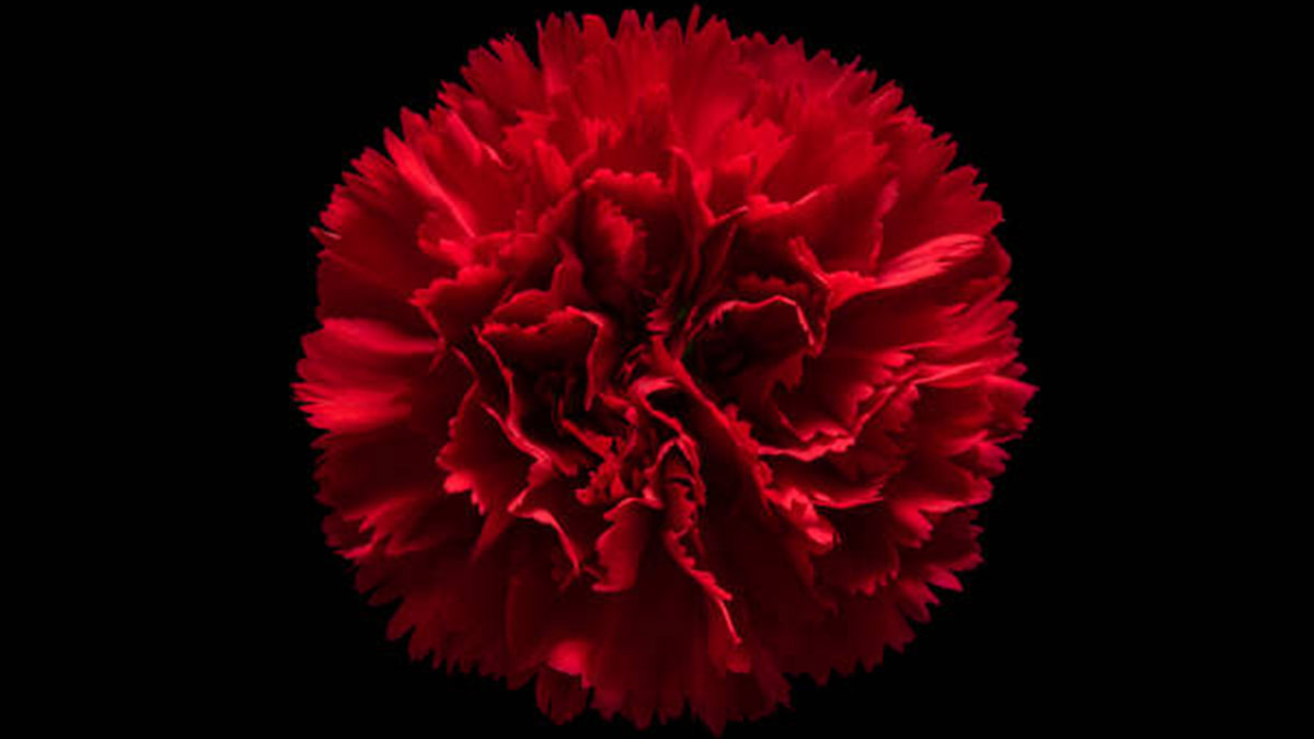 Clavel la flor de los nacidos en enero, te decimos cuál es su ...