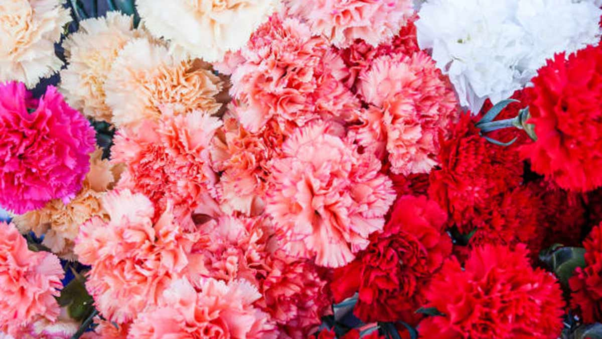 Clavel la flor de los nacidos en enero, te decimos cuál es su ...