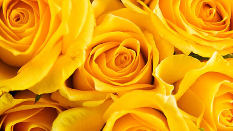 ¿Qué significa el color de las rosas? - UnoTV