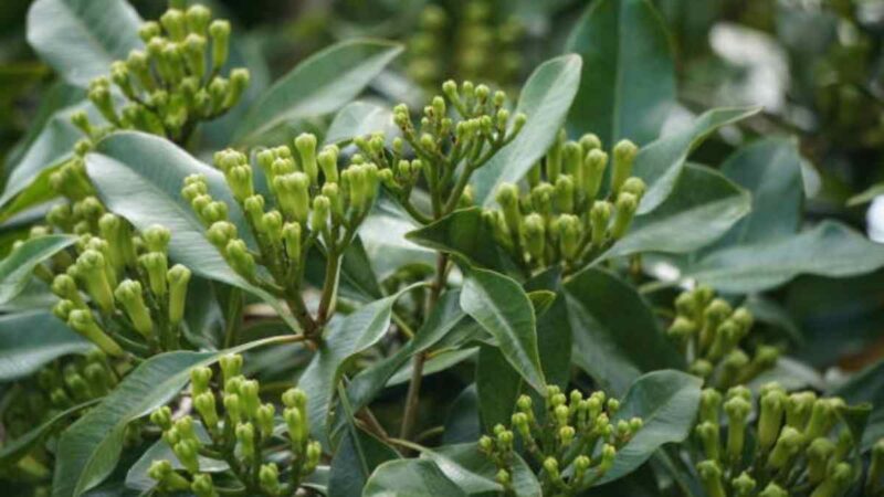 Clavo de olor: beneficios y propiedades - UnoTV