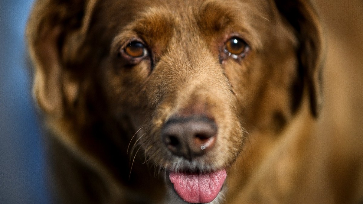 Bobi pierde su récord Guinness como el perro más viejo del mundo - UnoTV