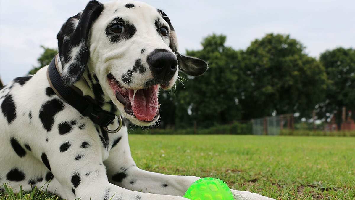 ¿Qué cuidados debe tener un Dálmata? - UnoTV