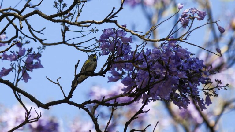 Jacarandas en la Ciudad de México: el espectáculo de la primavera- UnoTV