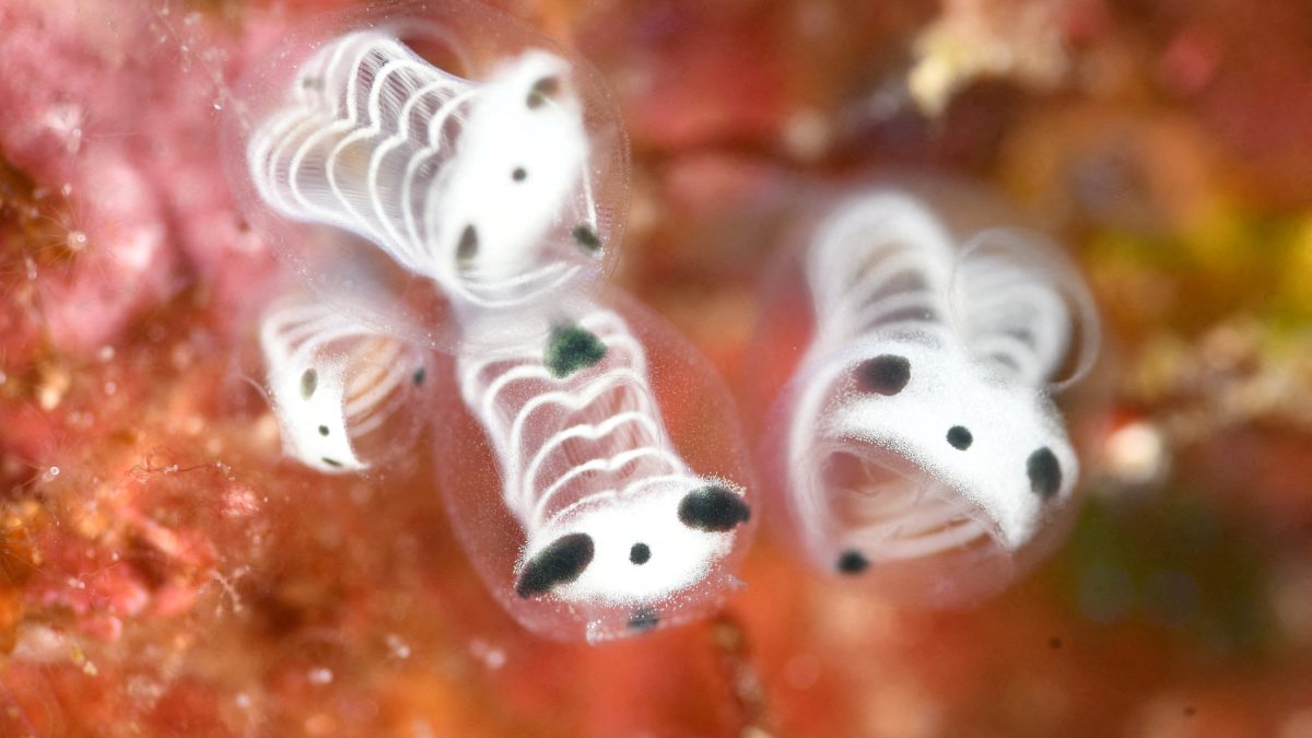 Panda esqueleto, la nueva y rara especie de Japón - UnoTV