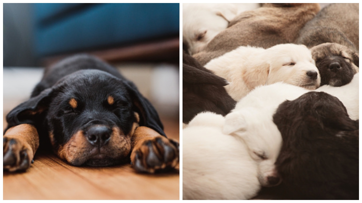 Los Cachorros Se Calman Cuando Crecen