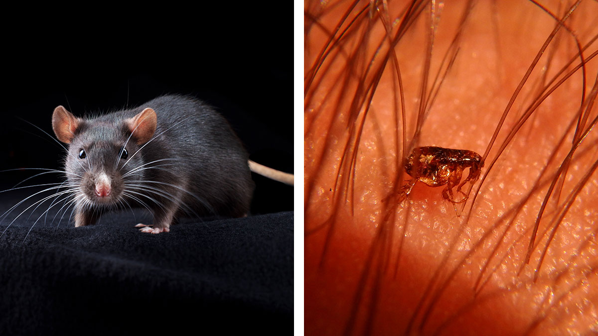 Peste negra o bubónica, ¿qué es y cuáles son sus síntomas? - UnoTV