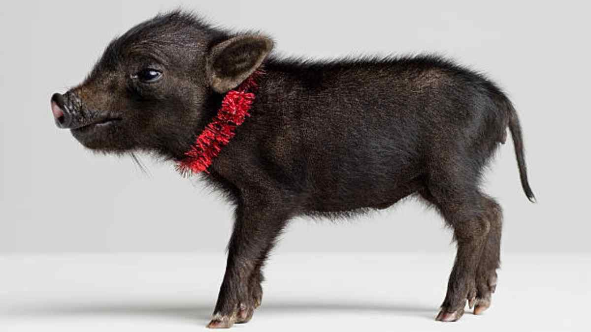 Mini pig: cuidados, alimentación y cuánto cuesta tenerlo como mascota ...