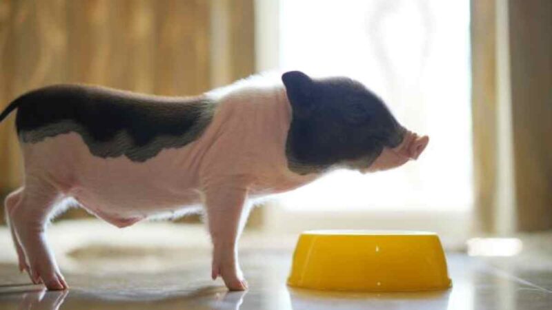 Mini pig: cuidados, alimentación y cuánto cuesta tenerlo como mascota ...