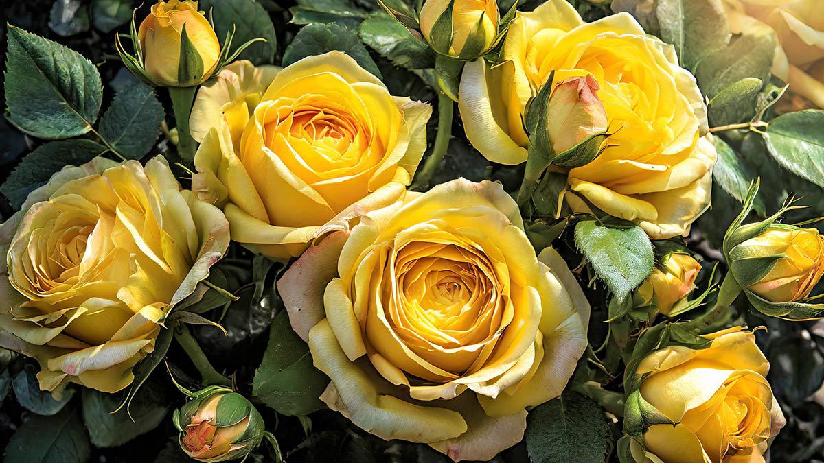 Flores amarillas: tipos, significado y cuidados - UnoTV