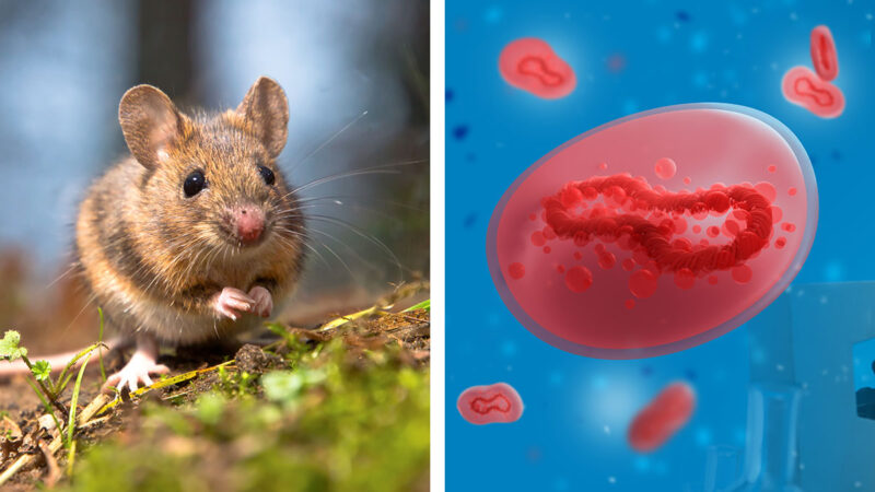 Viruela de Alaska: ¿qué es este virus que ya reportó su primera muerte ...