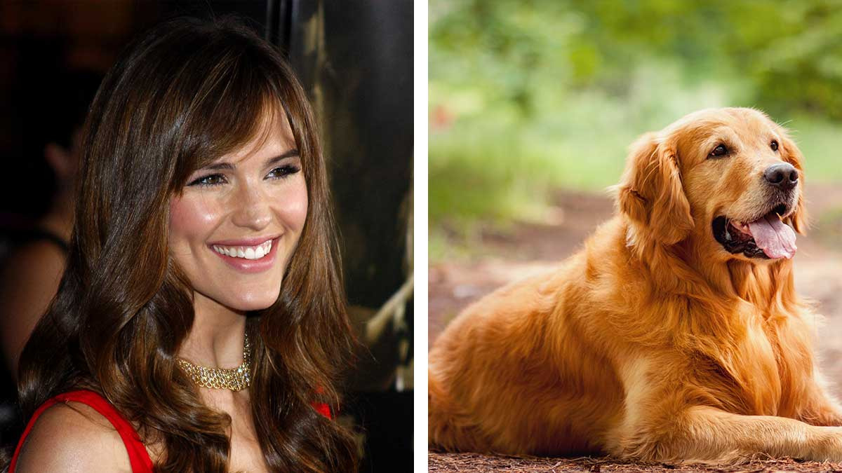 Birdie, la golden retriever de Jennifer Garner y su lista de cosas que ...