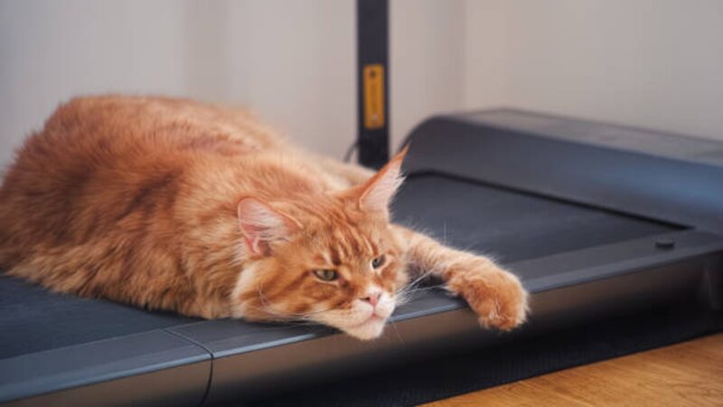 Gatos sin orejas ¿Existen y qué raza son? - UnoTV