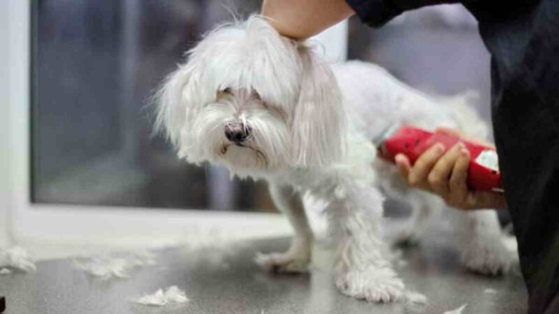 Por qué no debo rapar a mi perro cuando hace calor - UnoTV