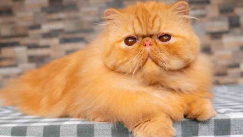 Razas de gatos que se parecen a Garfield - UnoTV
