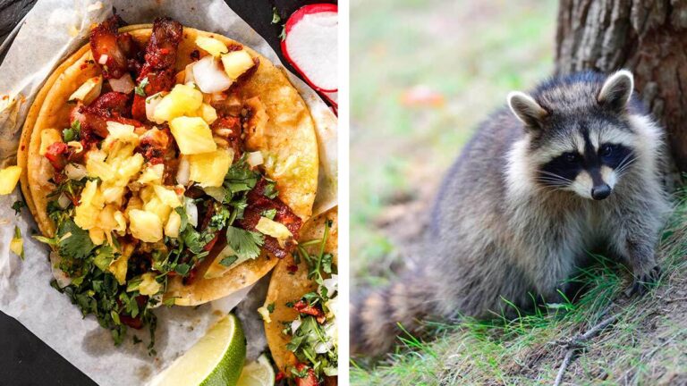 ¡Tacos con mapaches! Esta es la peculiar oferta de un restaurante en ...