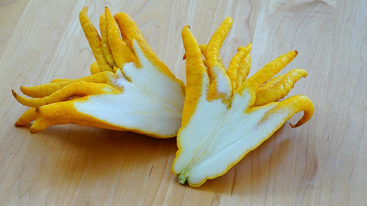 Limón mano de Buda; propiedades y cómo se come este cítrico - UnoTV