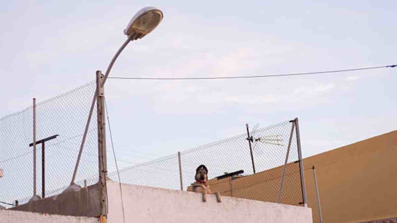 Multas en CDMX por dejar a tu perro en la azotea - UnoTV