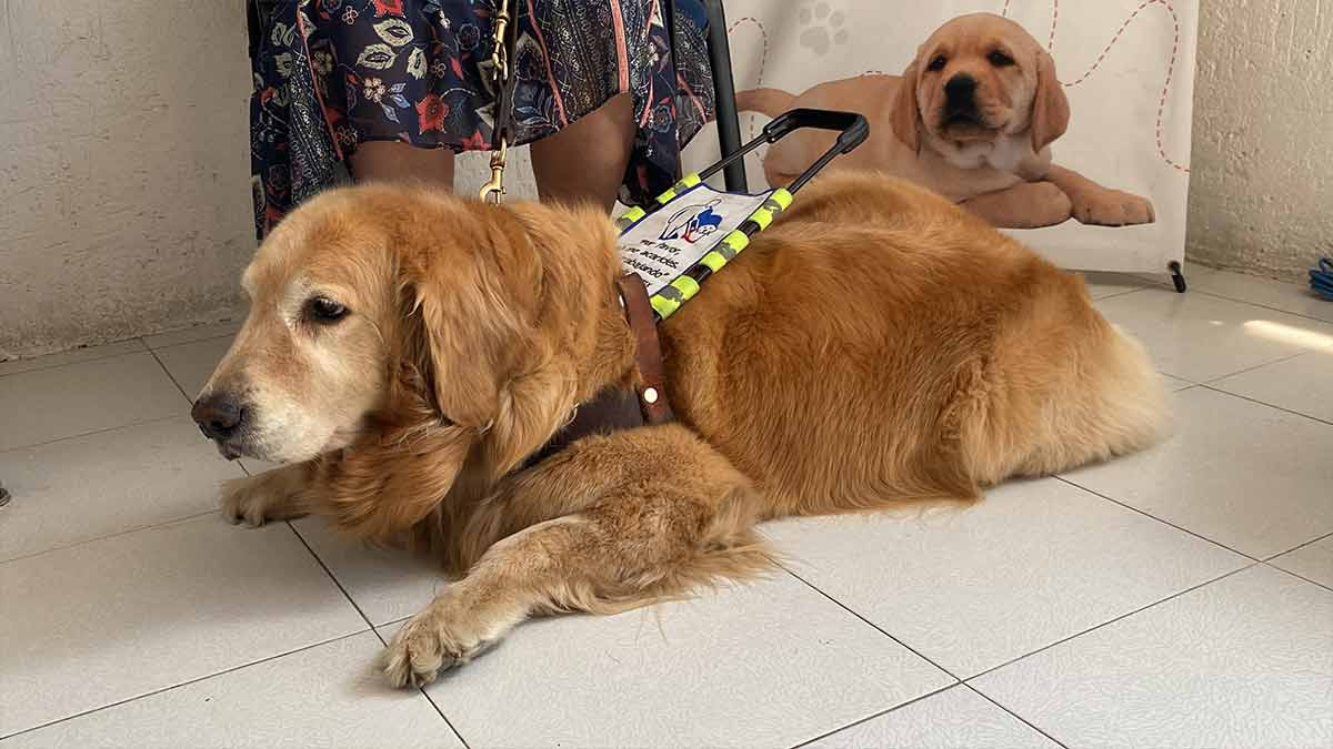 Así opera escuela de perros guía en CDMX - UnoTV